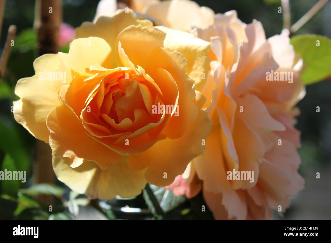 Pramierte rose hi-res stock photography and images - Alamy