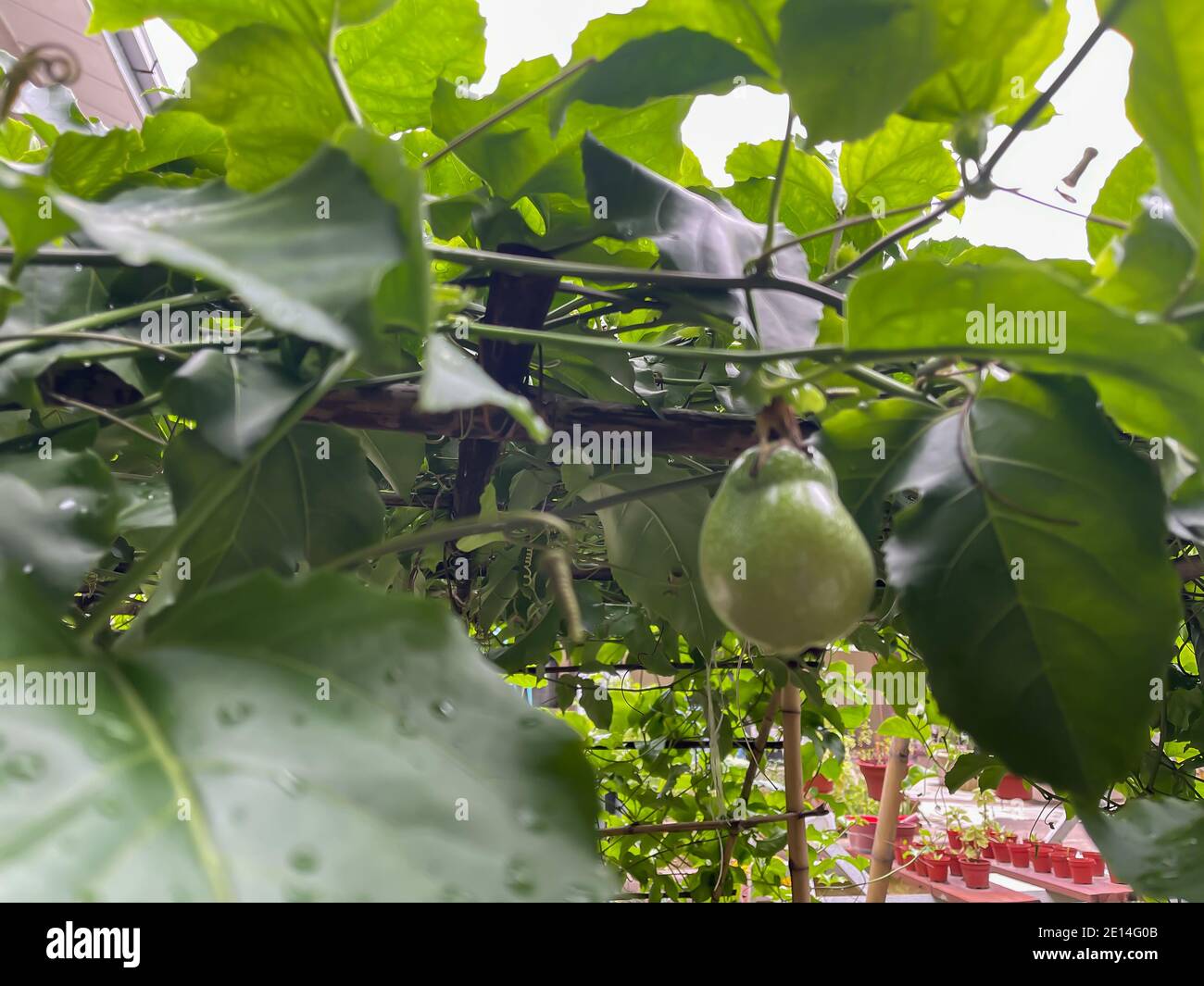 Wild passion fruit hi-res stock photography and images - Alamy