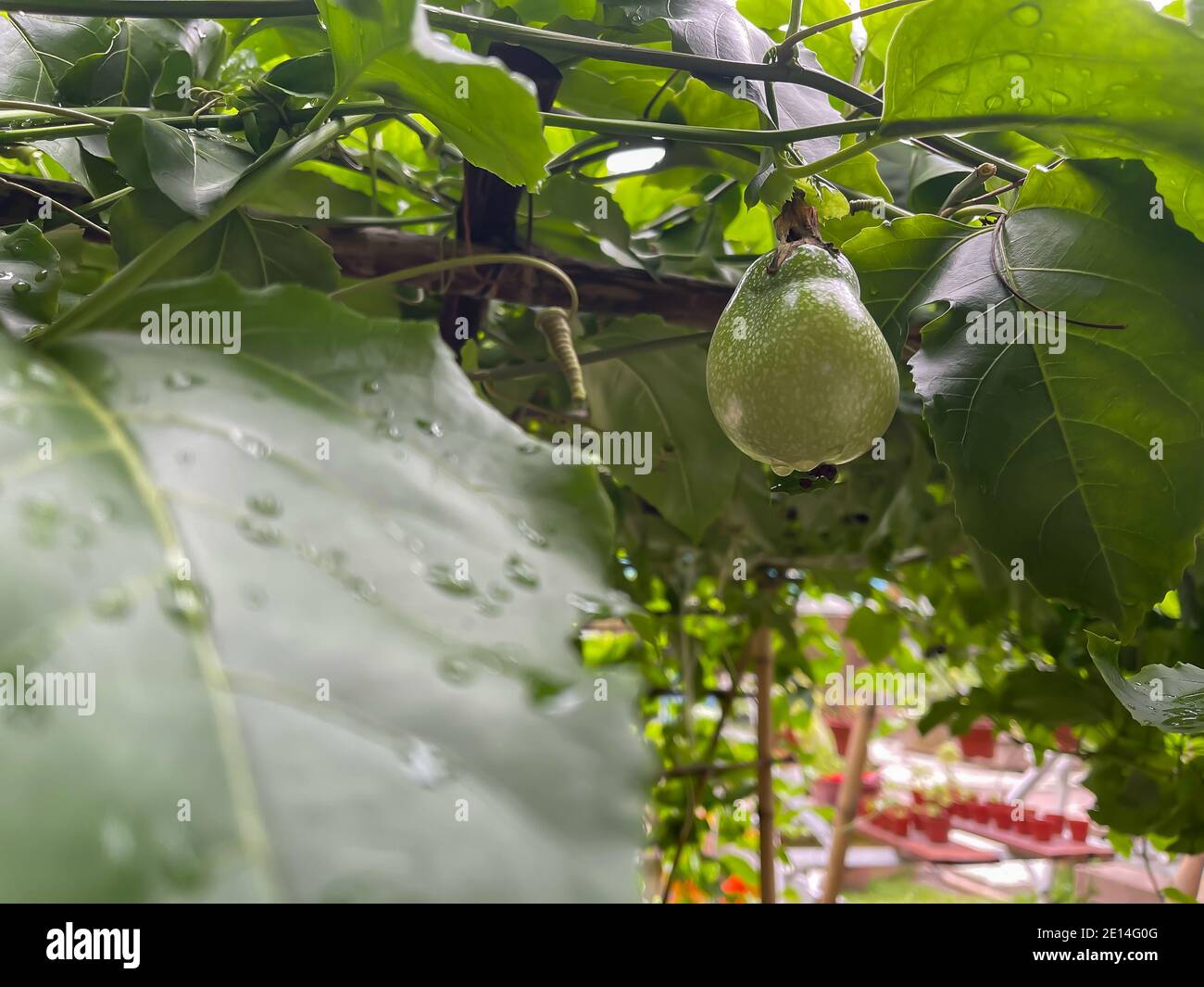 Wild passion fruit hi-res stock photography and images - Alamy