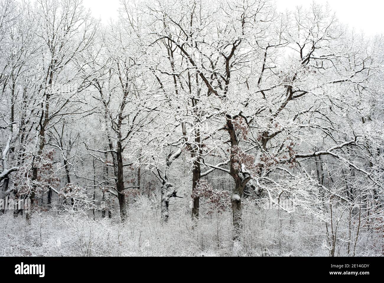 Indiana Forest High Resolution Stock Photography and Images - Alamy