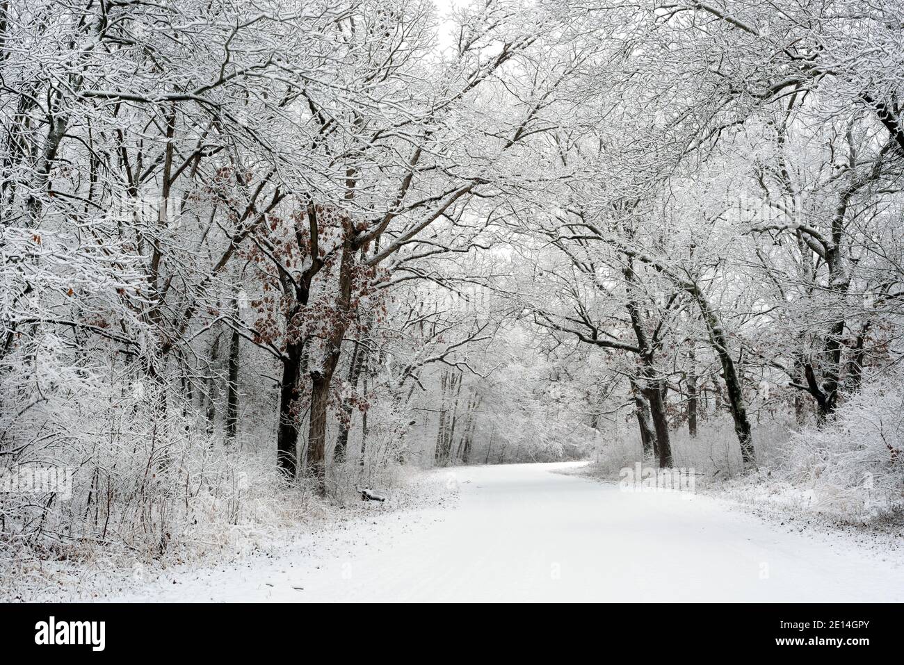 Winter wonderland after a snowstorm in a northern Indiana hardwood ...