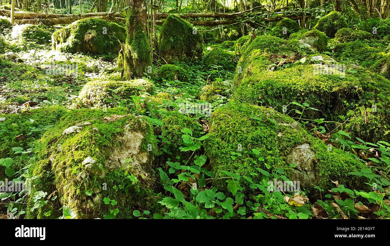 Green secluded location in the forest with trees, bushes, moss, leaves ...