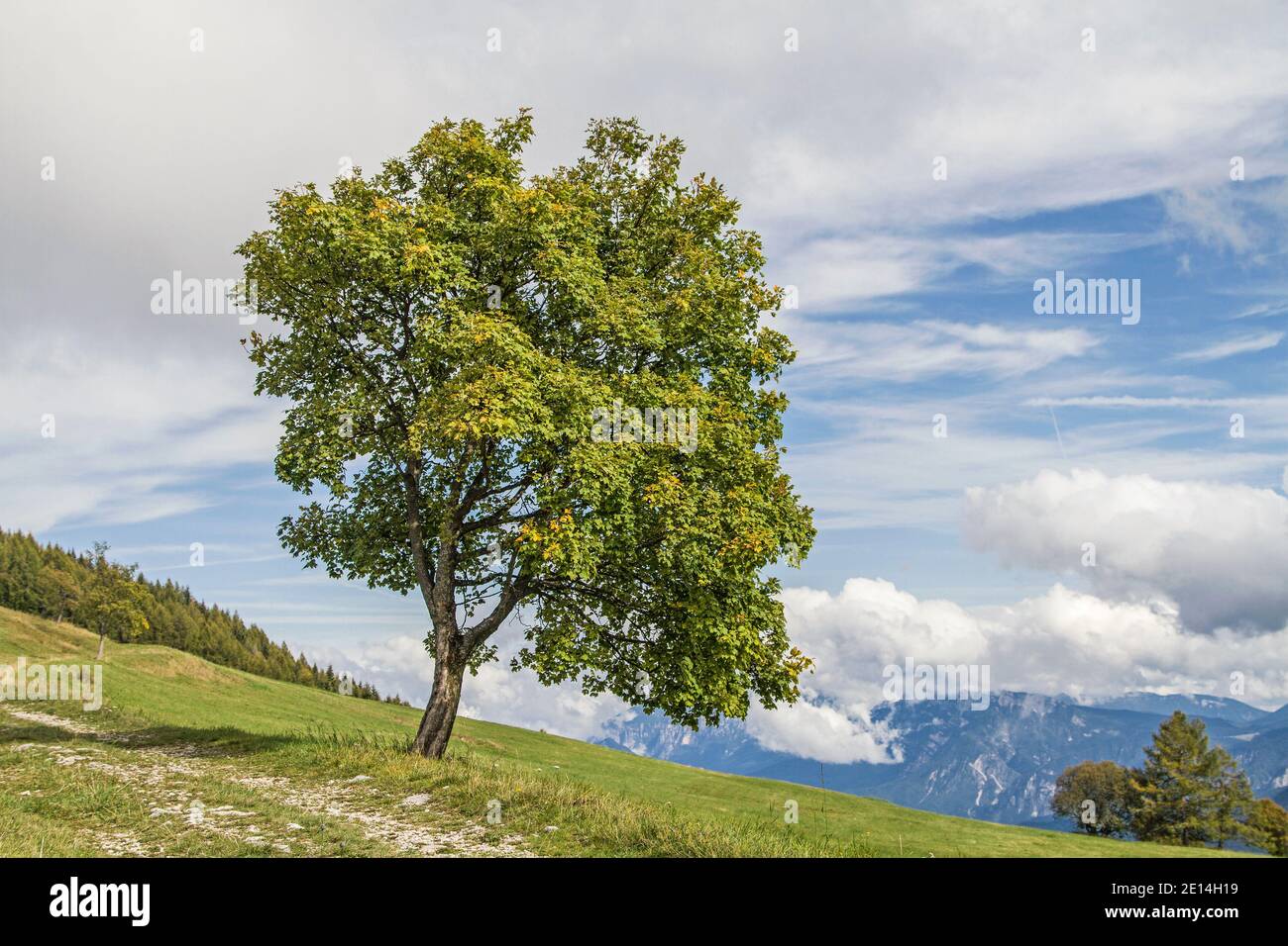 Magnificent Maple Tree Isolated On A Mountain Meadow Standing Stock ...