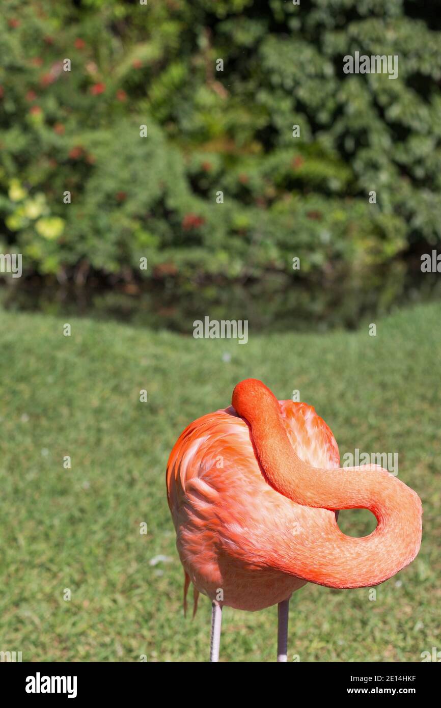 Shy concept hi-res stock photography and images - Alamy