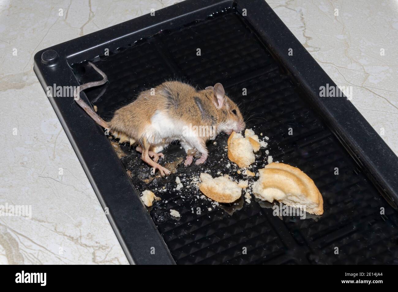 Dead mouse glue trap hi-res stock photography and images - Alamy