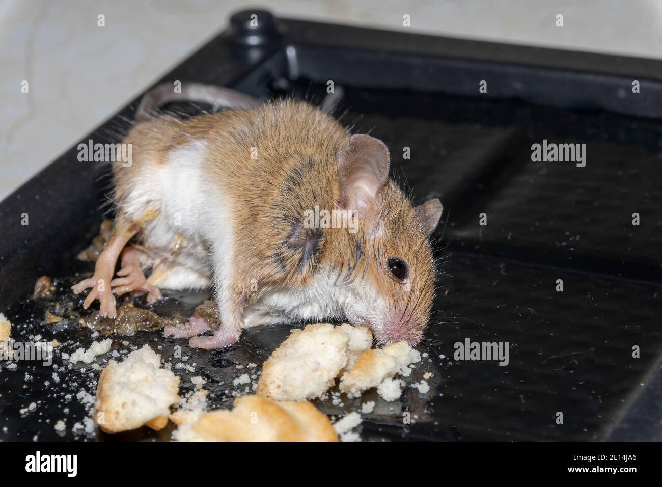 Dead mouse glue trap hi-res stock photography and images - Alamy