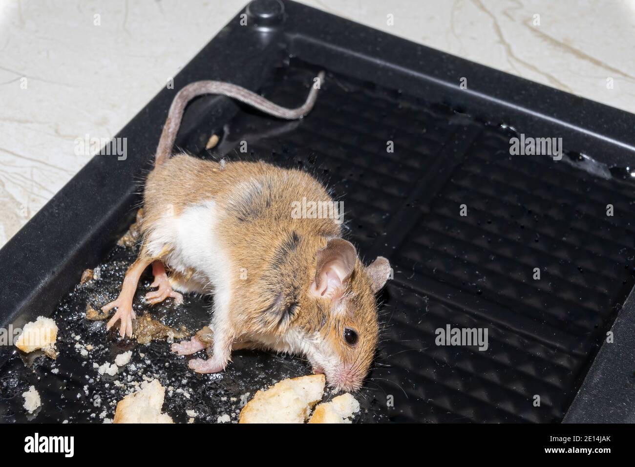 A common wild mouse found dead stuck to a rodent glue trap Stock Photo ...