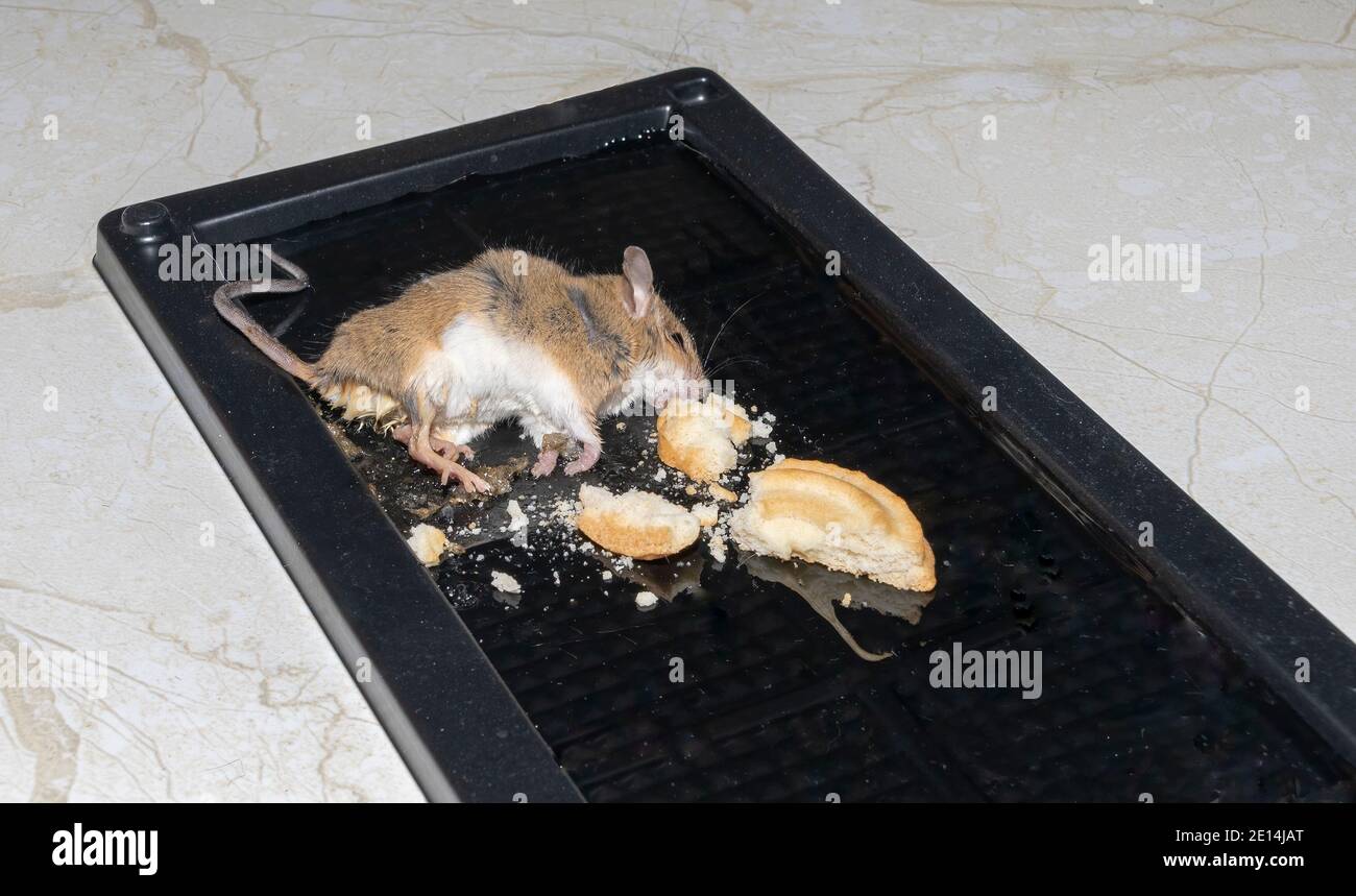 Dead mouse glue trap hi-res stock photography and images - Alamy