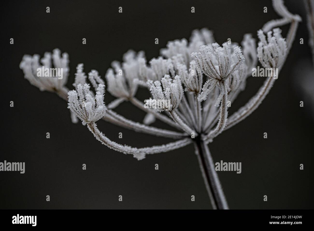 Frozen Cow Parsley encrusted in ice crystals Stock Photo - Alamy
