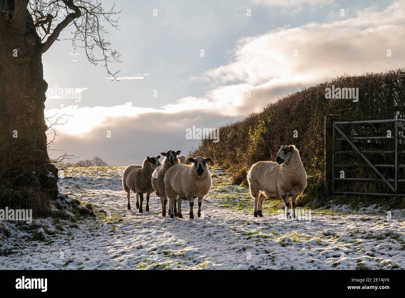 Winter scene from the Ribble Valley of sheep in gateway in the early ...