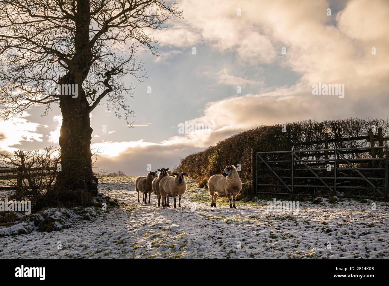 Livestock winter hi-res stock photography and images - Alamy