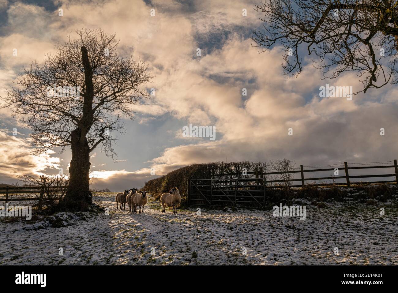 Winter scene from the Ribble Valley of sheep in gateway in the early ...