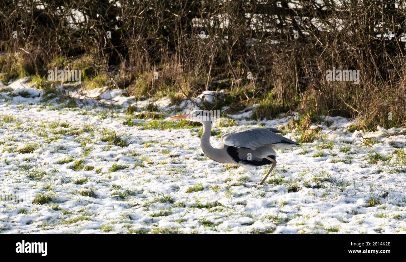 British wildlife uk winter hi-res stock photography and images - Alamy