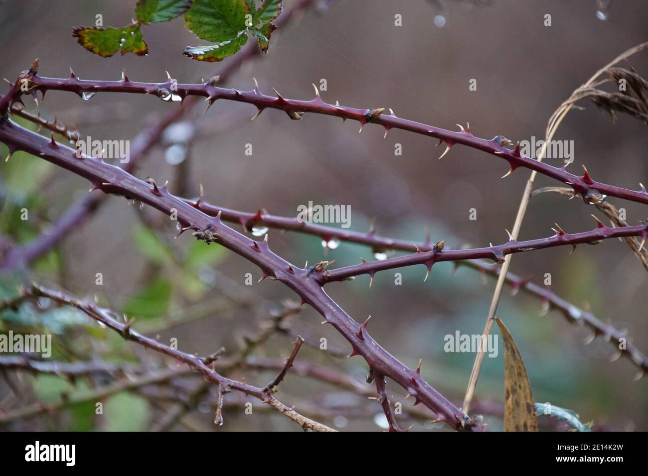 Sharp branches in Texel, the Netherlands Stock Photo - Alamy