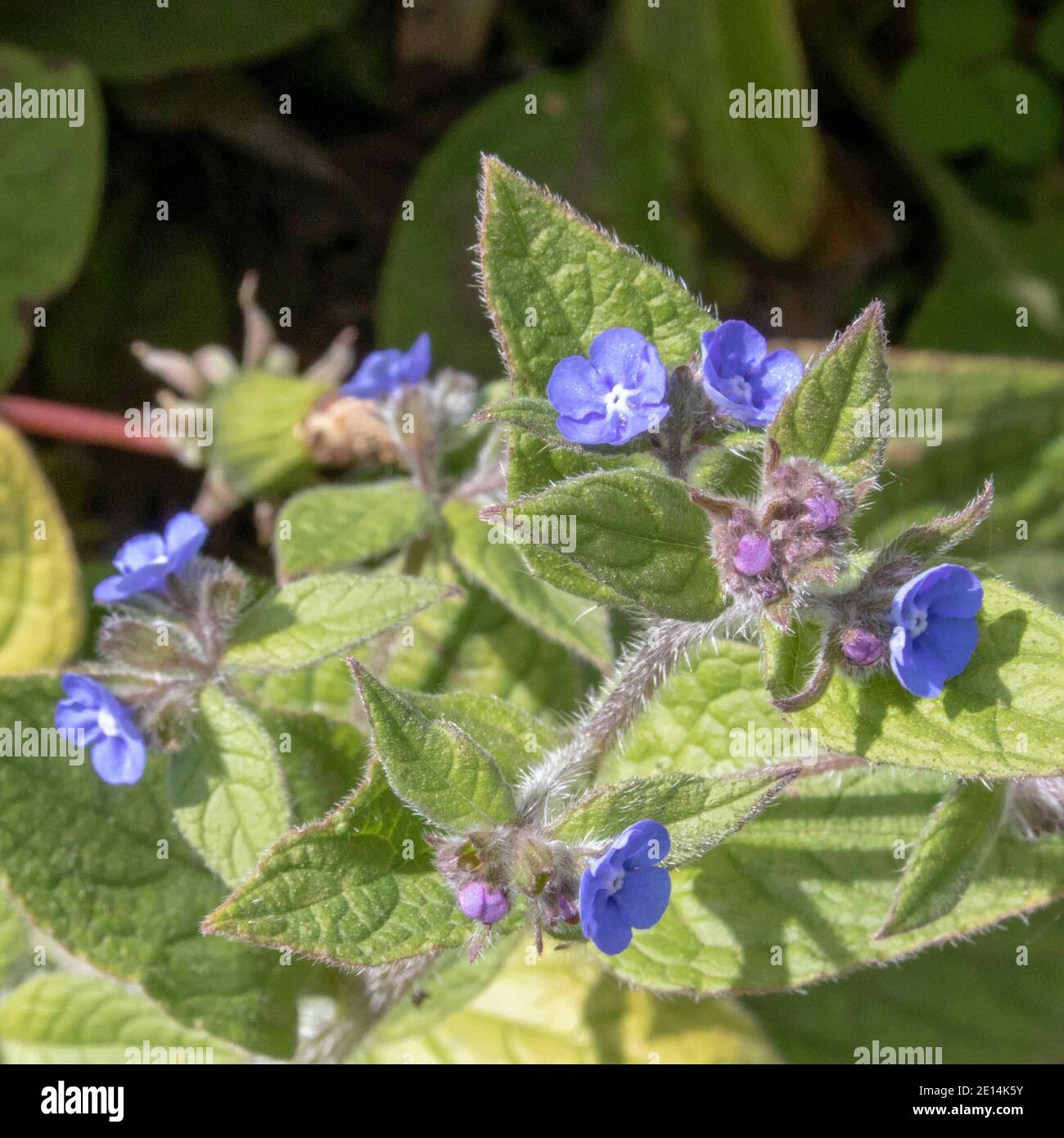 pretty blue flowers of the green alkanet Stock Photo - Alamy