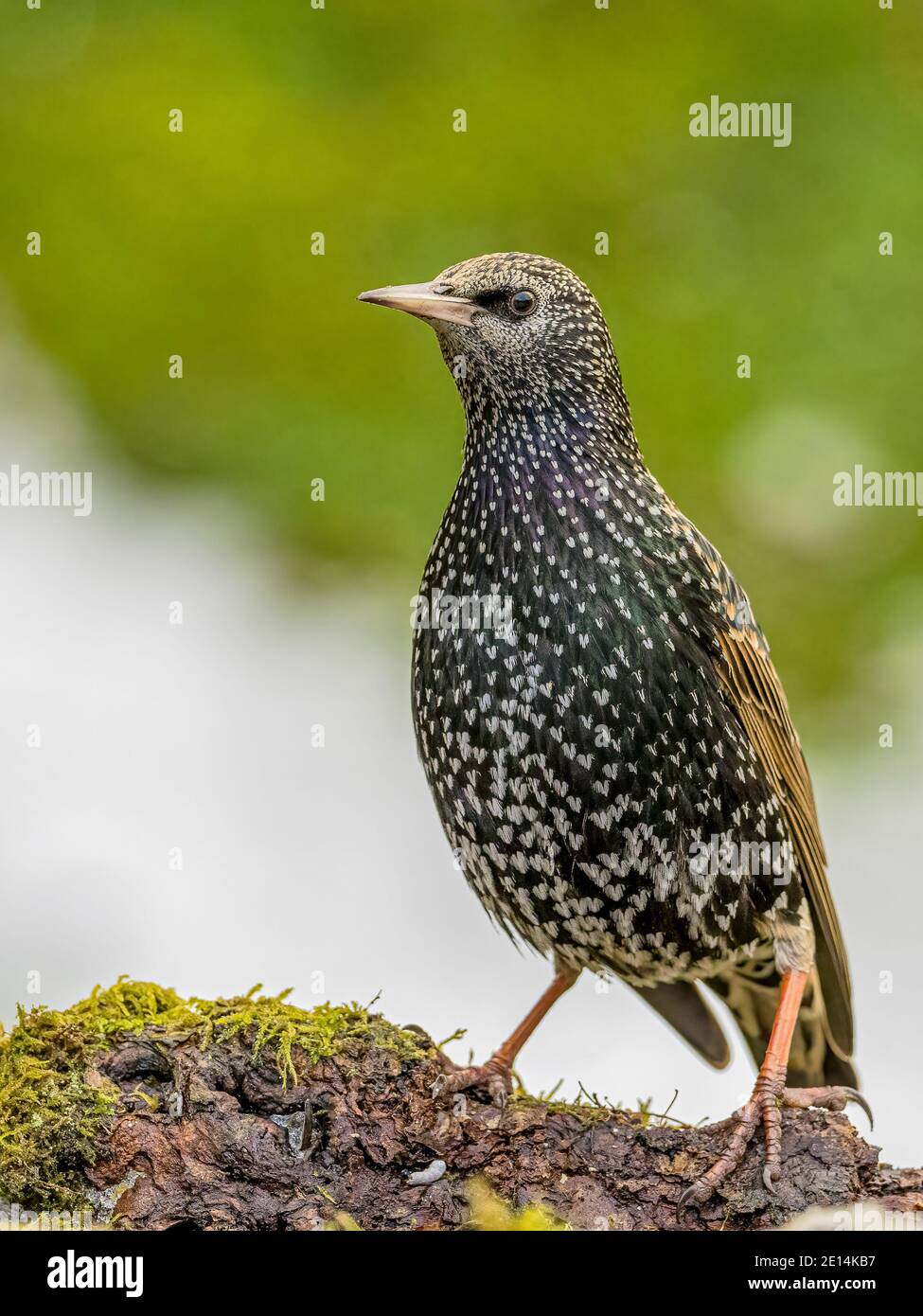 Winter starling hi-res stock photography and images - Alamy