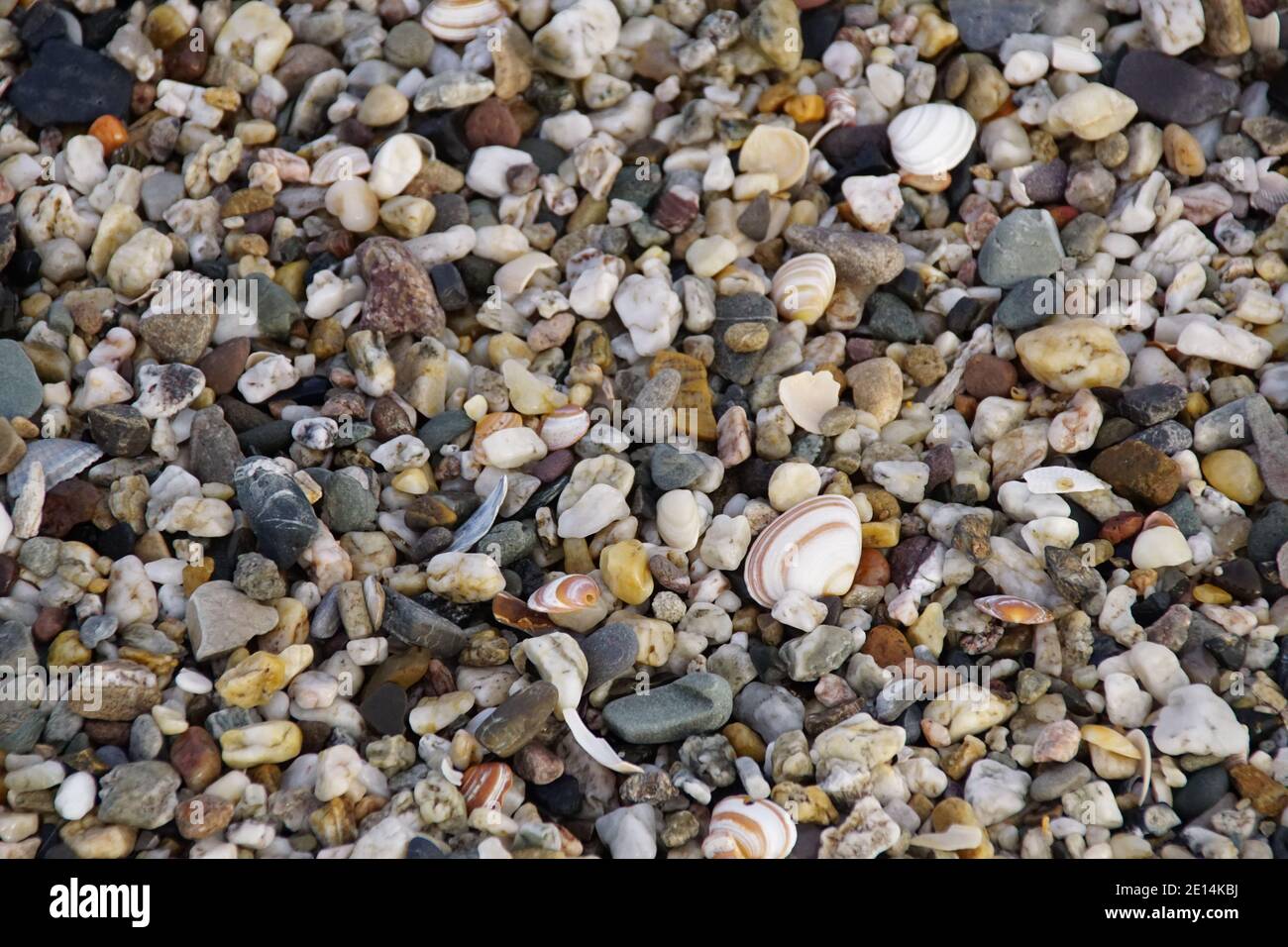 Pebbles and shells Stock Photo - Alamy