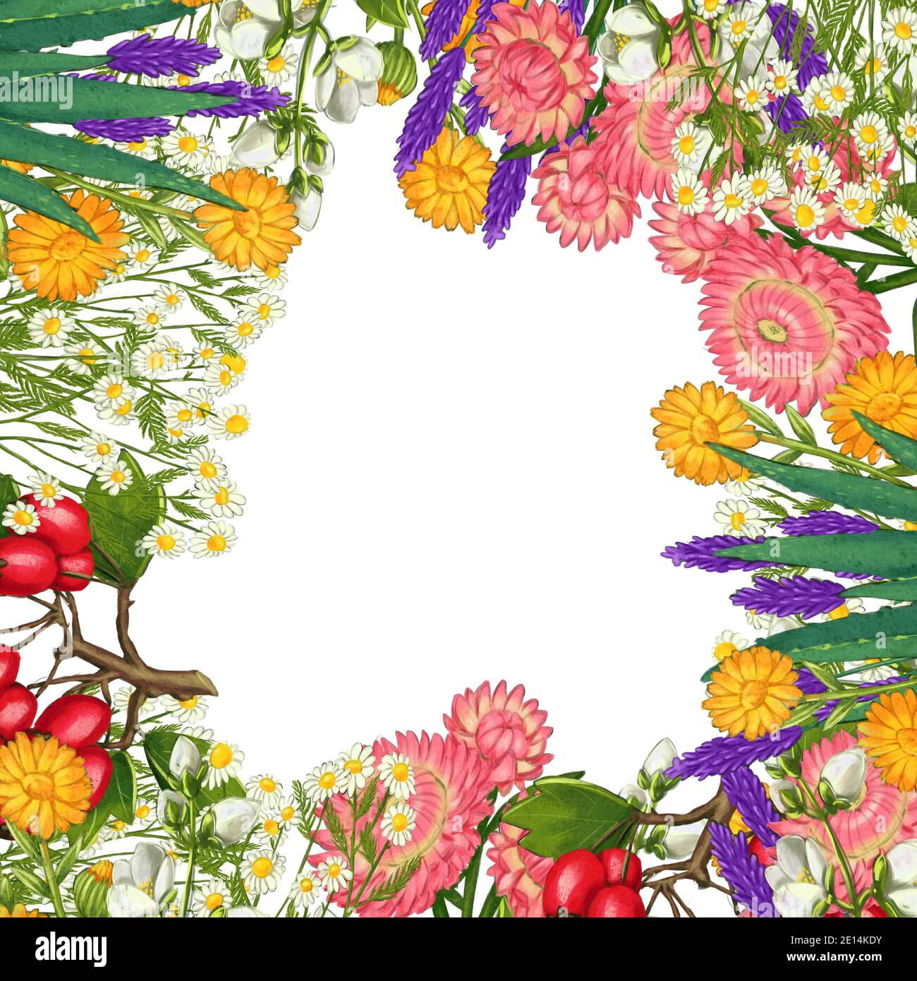 Hand drawn medicinal plant frame. Healing herbs border. isolated on ...