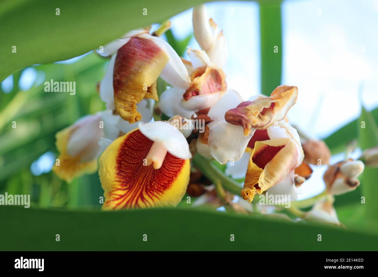 Yellow red orchid hi-res stock photography and images - Alamy