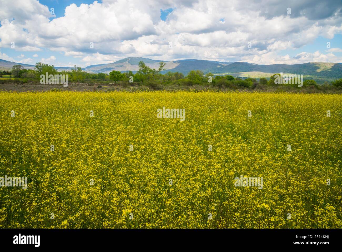 Spring landscape. Piñuecar, Madrid province, Spain Stock Photo - Alamy