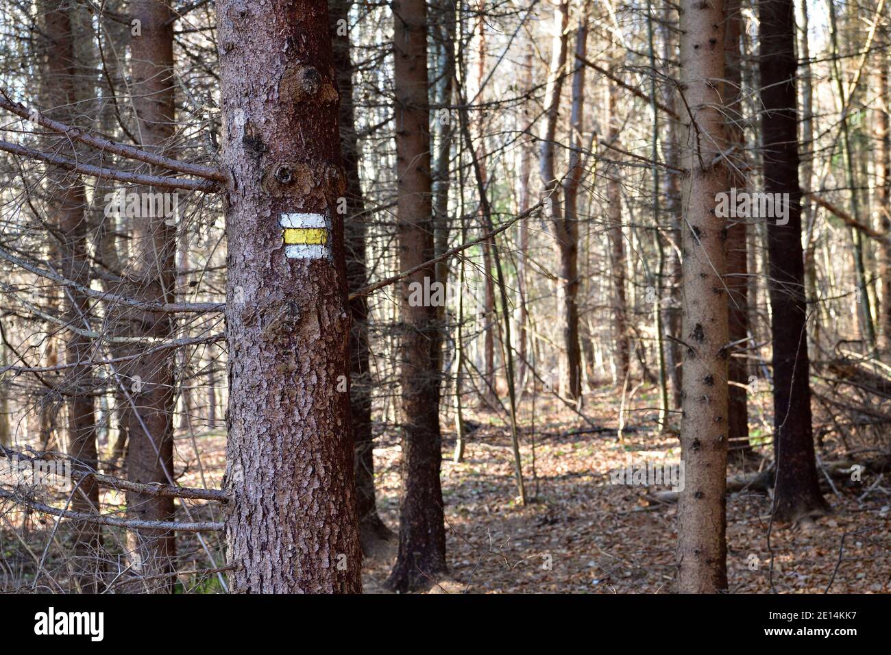 Yellow-white hiking signs on a tree inside a forest in autumn Stock ...