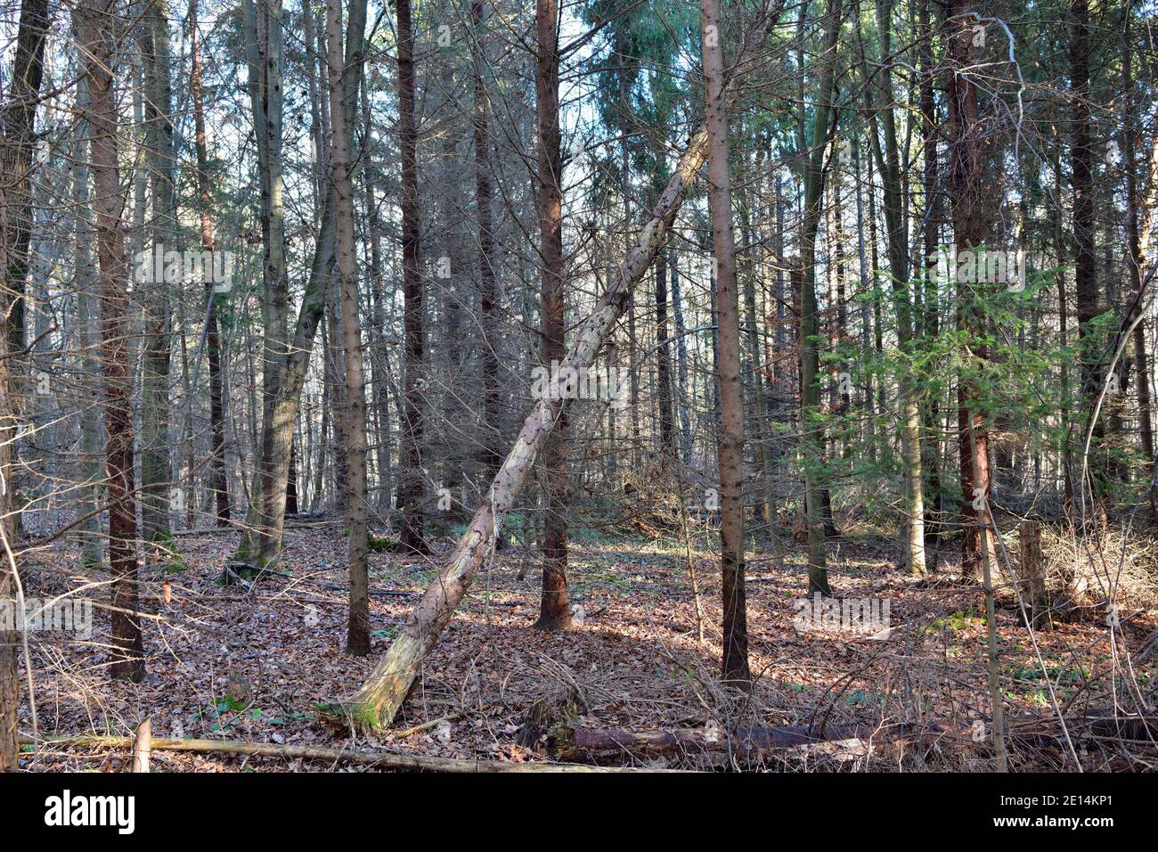A storm in the forest broke the trees and they fell to the ground Stock ...