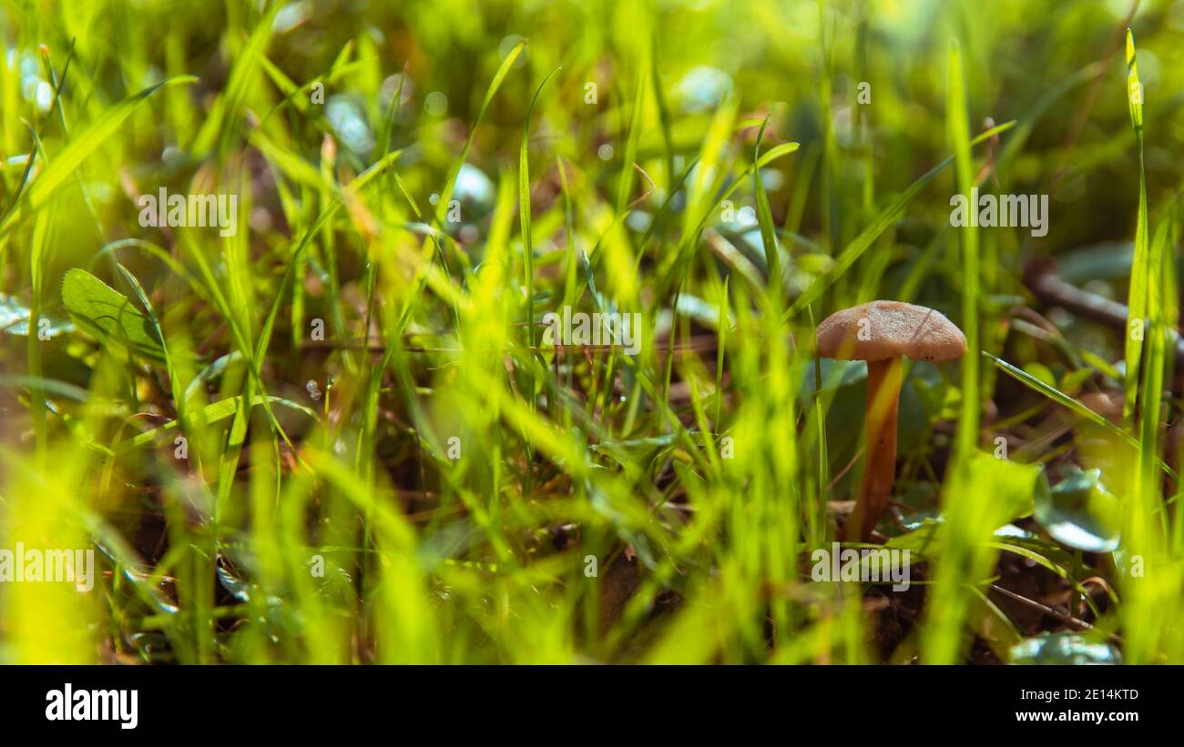 Small orange mushroom Rickenella fibula growing in the moss. Also known ...