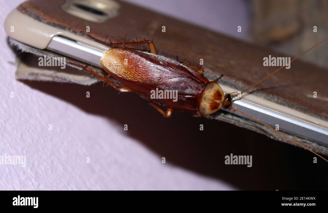 American cockroach sitting on the mobile with pink background Stock ...