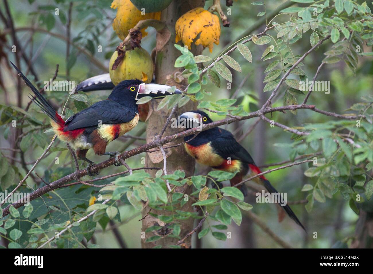 A collier hi-res stock photography and images - Alamy