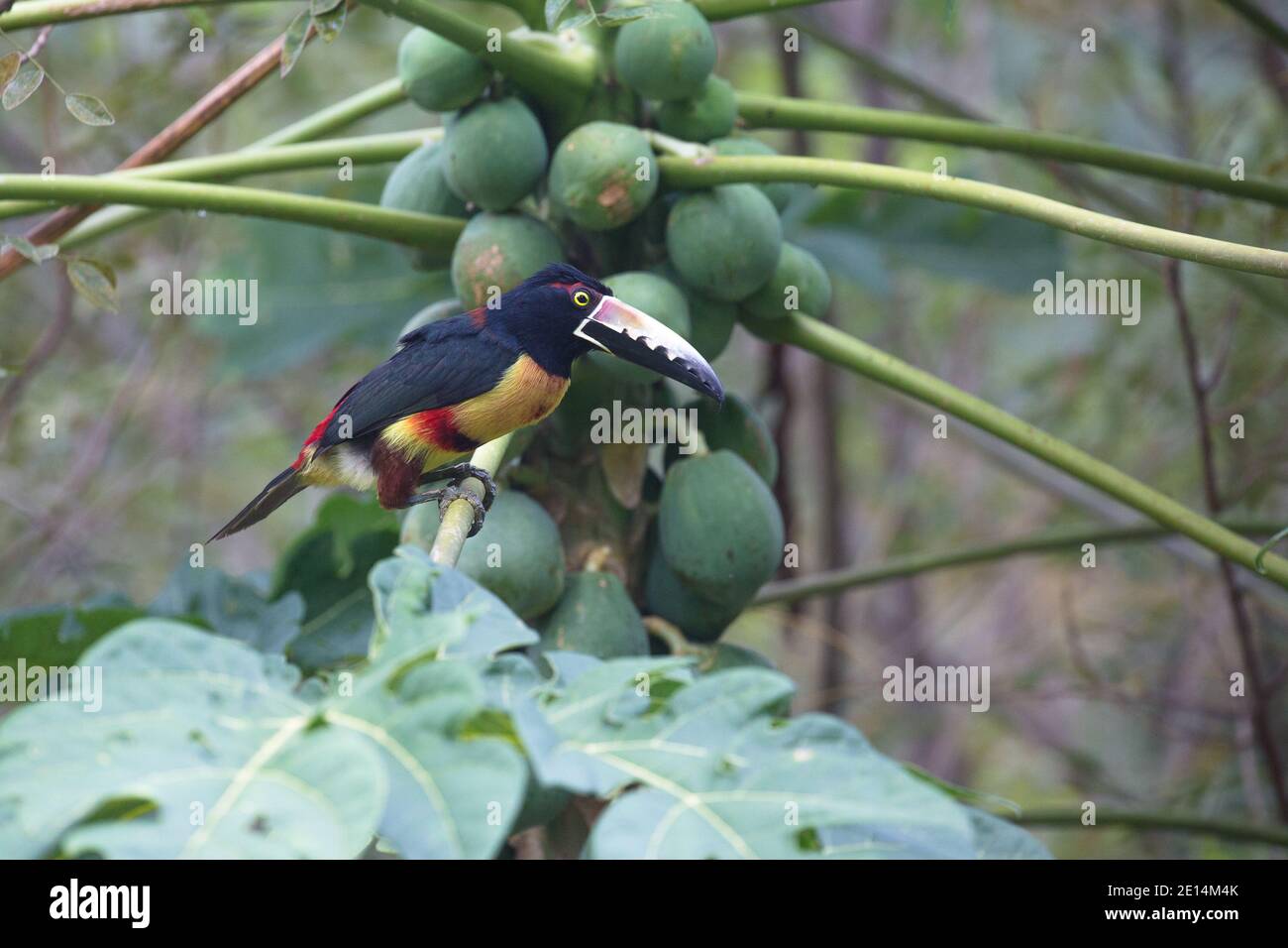A collier hi-res stock photography and images - Alamy