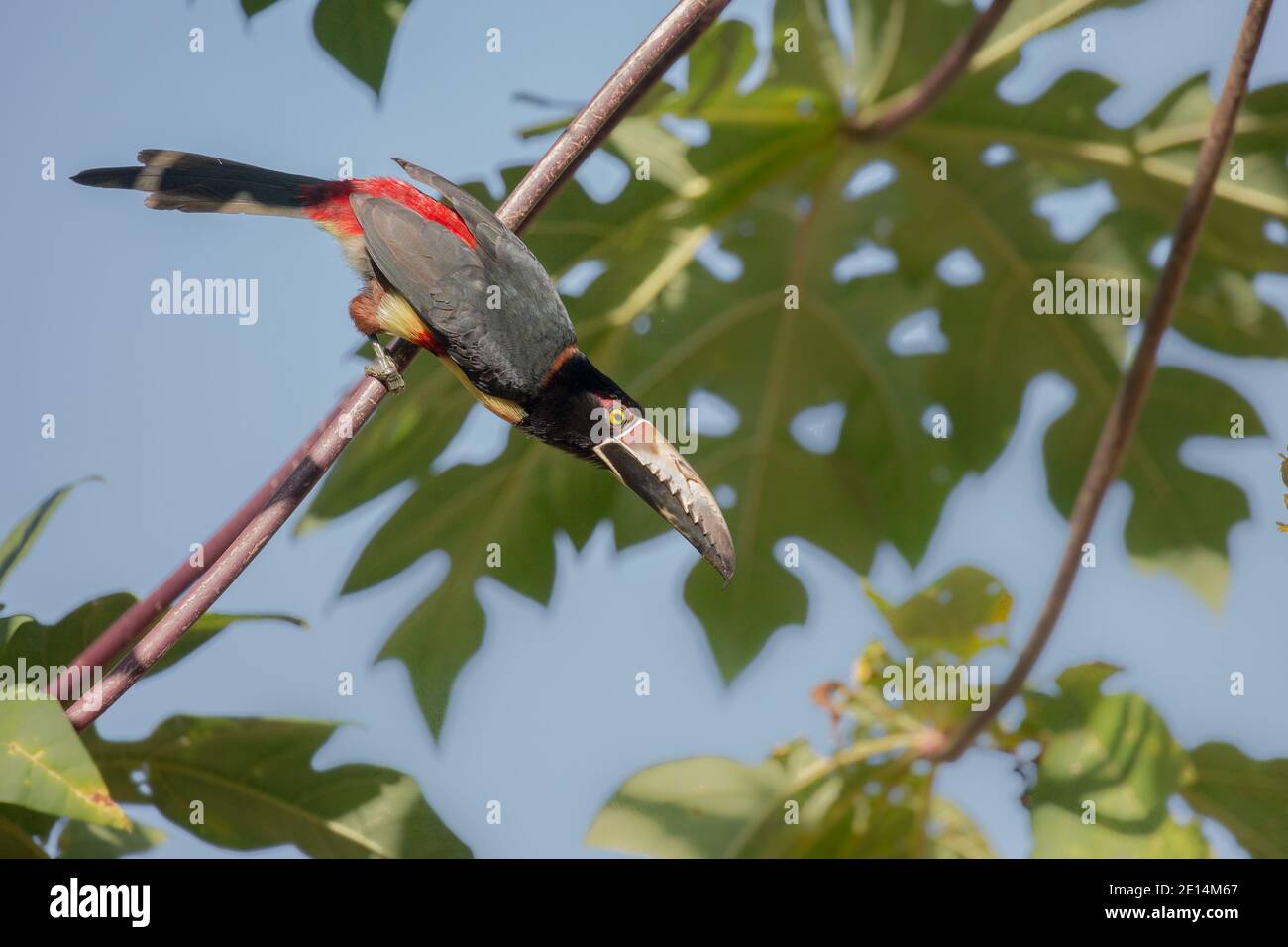 A collier hi-res stock photography and images - Alamy