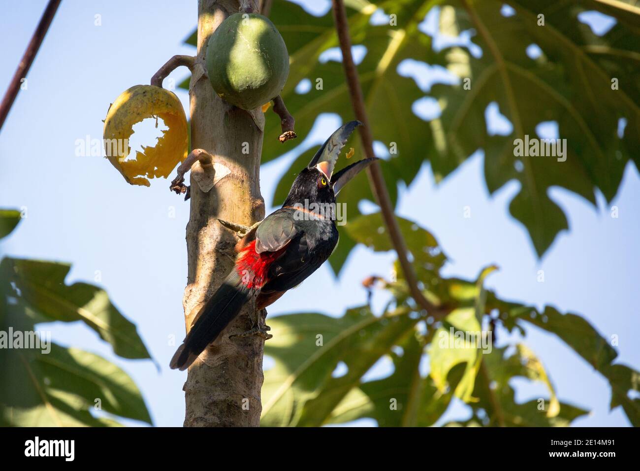 El collier hi-res stock photography and images - Alamy
