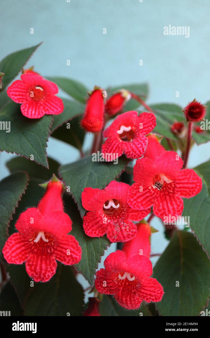 Beauty of naure hi-res stock photography and images - Alamy