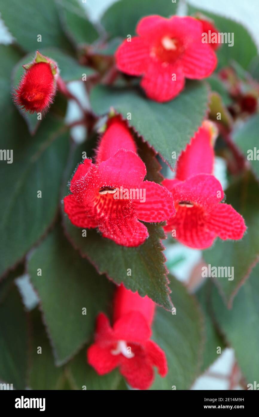Red kohleria rongo hi-res stock photography and images - Alamy