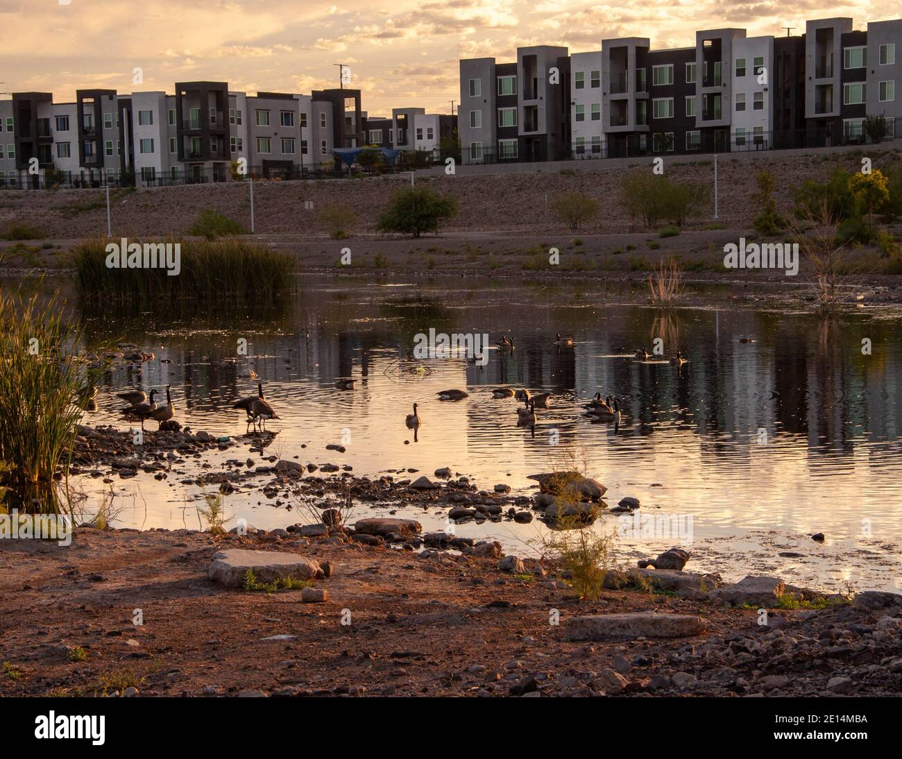 Canada Geese at Cornerstone Park/Railroad Lake, Henderson, NV Stock ...