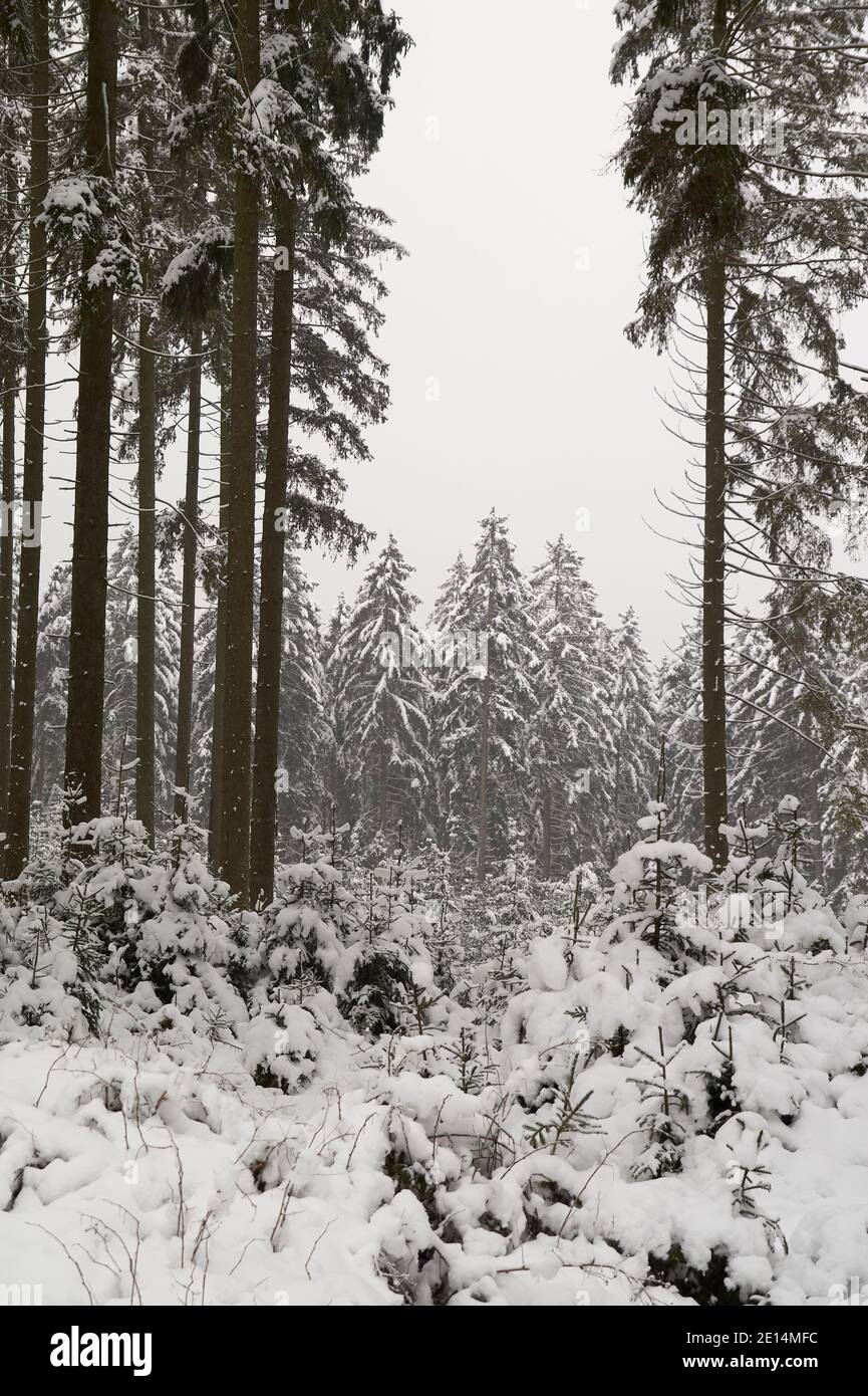Dark winter landscape with snow covered trees Stock Photo - Alamy