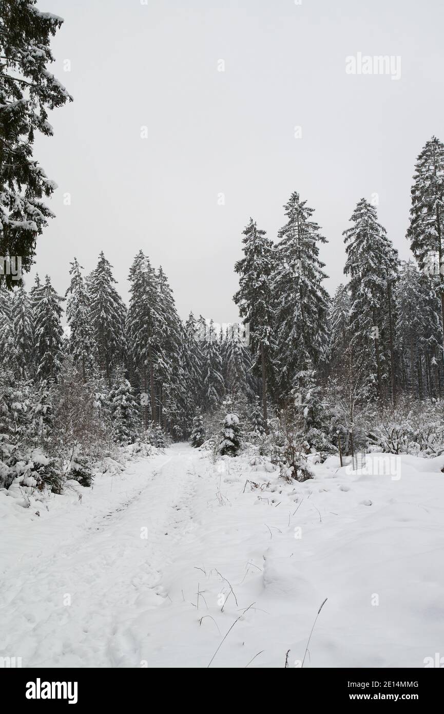 Dark winter landscape with snow covered trees Stock Photo - Alamy