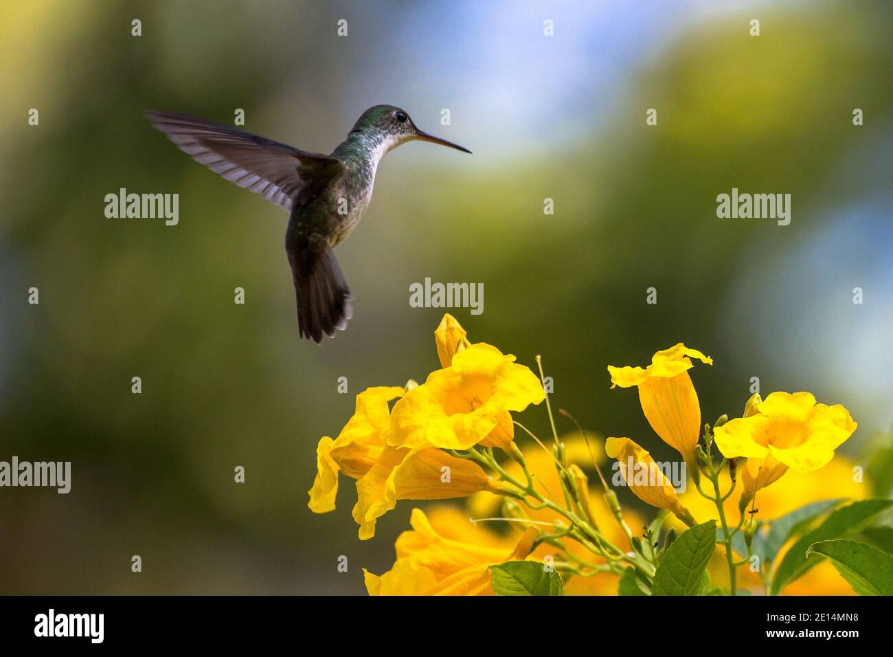 El colibri hi-res stock photography and images - Alamy