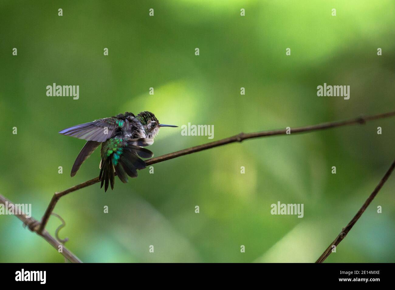 El colibri hi-res stock photography and images - Alamy