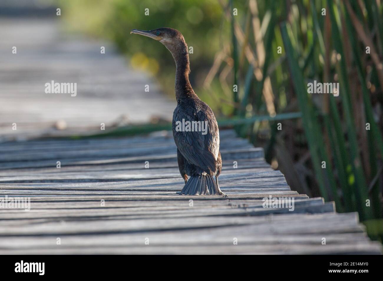Aigrettes hi-res stock photography and images - Alamy