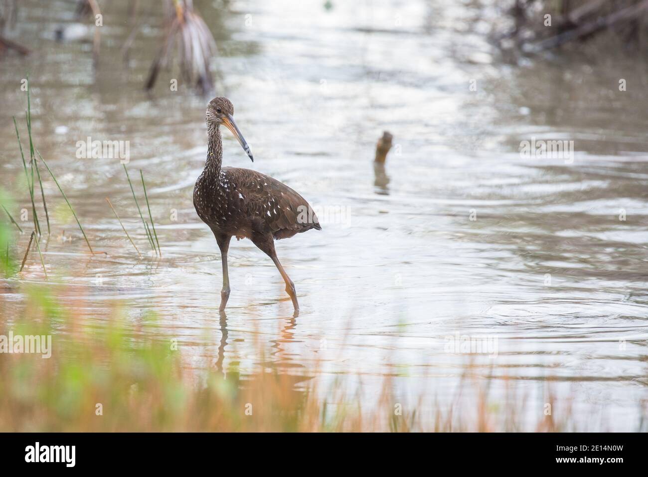 Courlan hi-res stock photography and images - Alamy