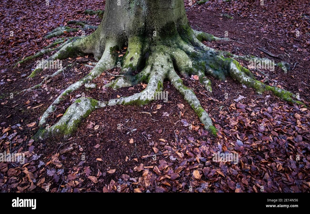 Tree roots spreading across the woodland floor showing a bed of autumn ...