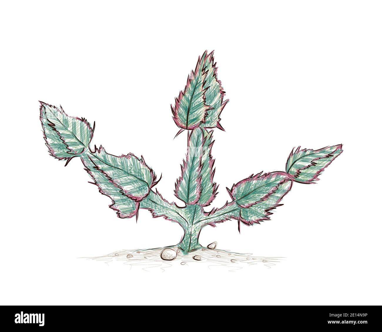 Candelabra euphorbia tree Cut Out Stock Images & Pictures - Alamy