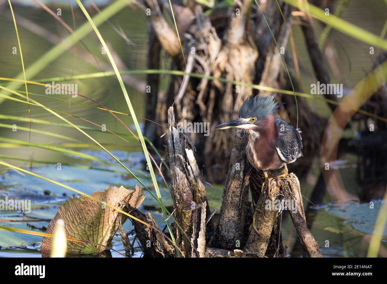 Vert et vert hi-res stock photography and images - Alamy