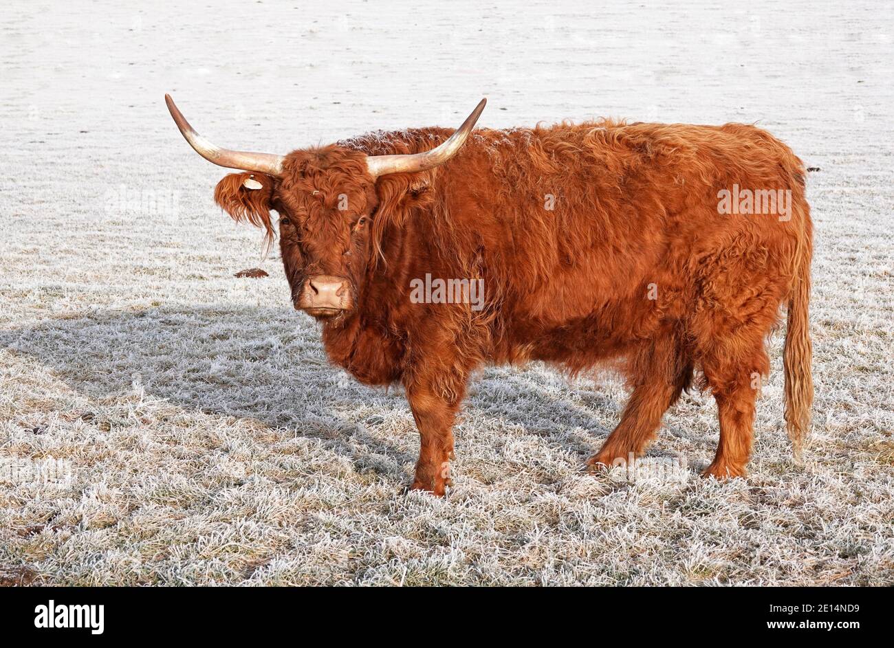 Domestic Cattle Bos High Resolution Stock Photography and Images - Alamy