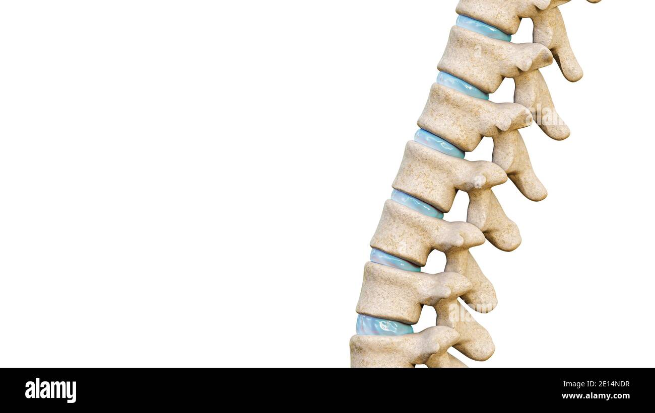 Spinal column close up hi-res stock photography and images - Alamy