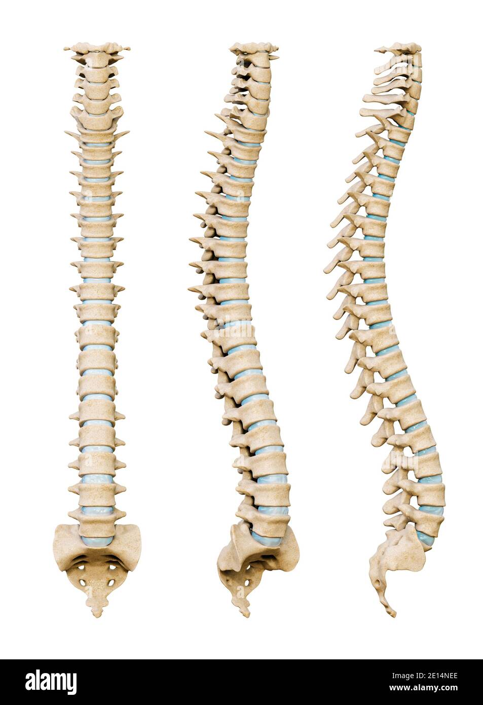 Human spinal column or backbone from various angles isolated on a white ...