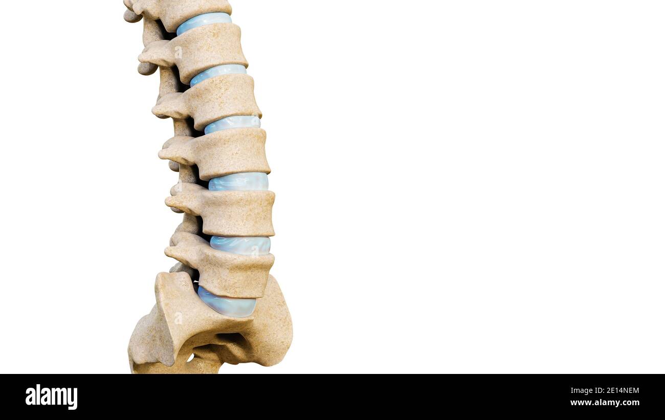 Intervertebral vertebrae hi-res stock photography and images - Alamy