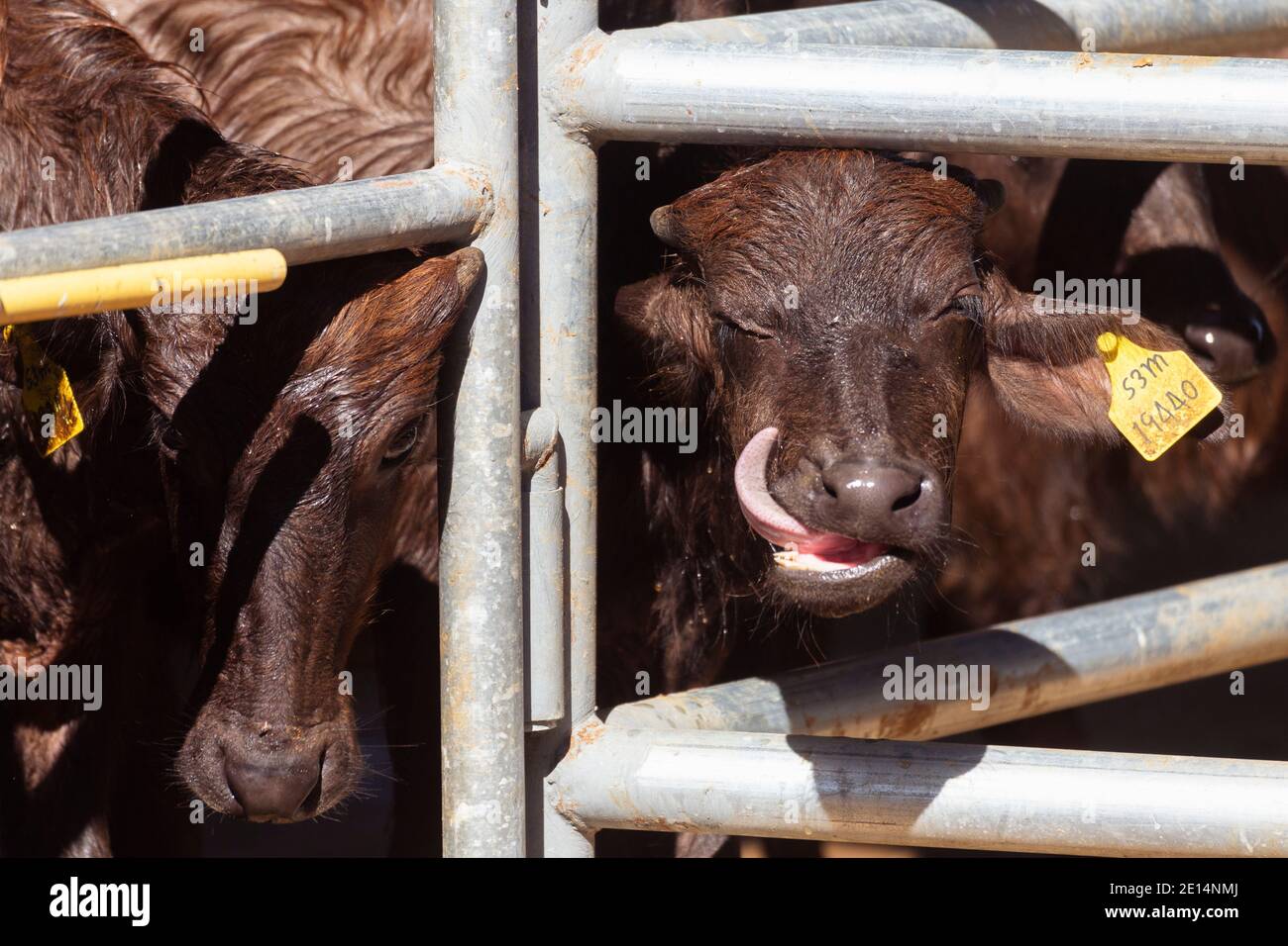 Murrah bull hi-res stock photography and images - Alamy