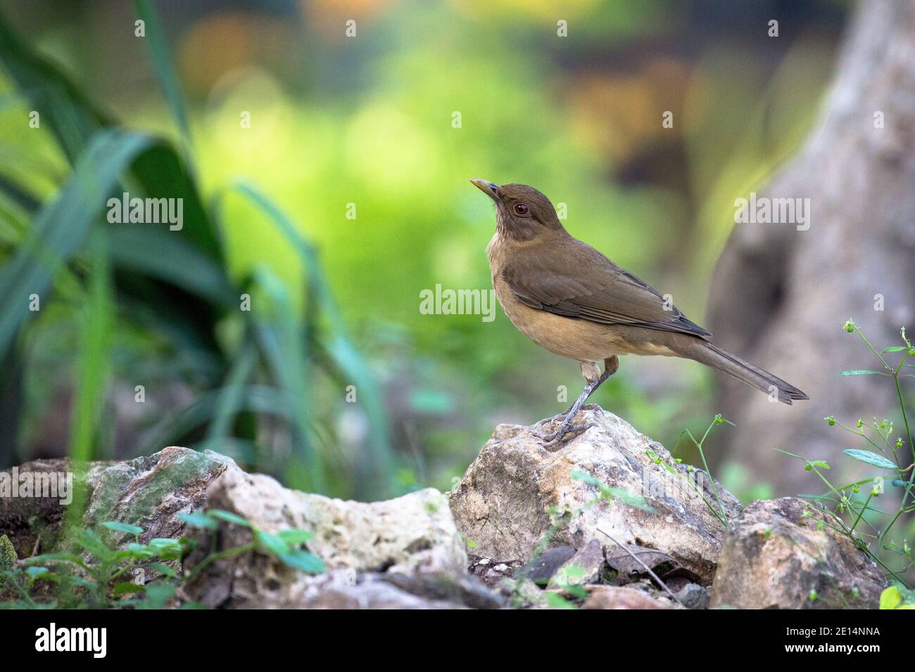 Continents et pays hi-res stock photography and images - Alamy